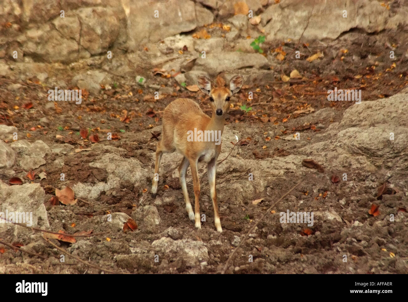 the rare chousingha (Tetracerus quadricornis) at gir national park ...