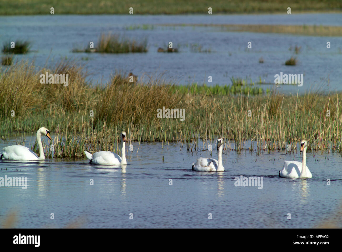 four swans on the stodmarsh wetlands nature reserve kent Stock Photo ...