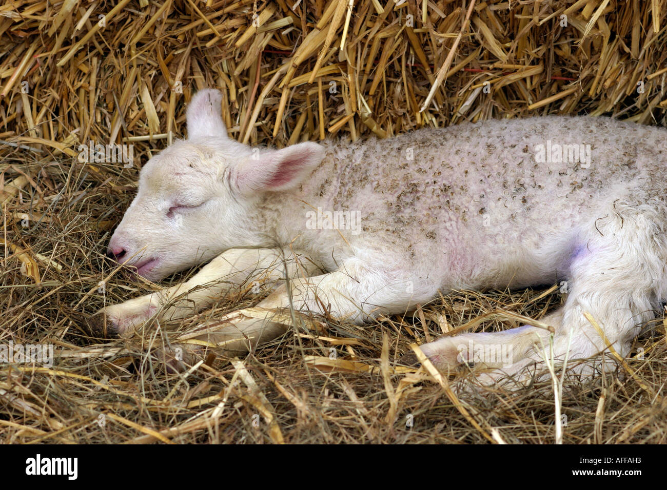 Helping strays hi-res stock photography and images - Alamy