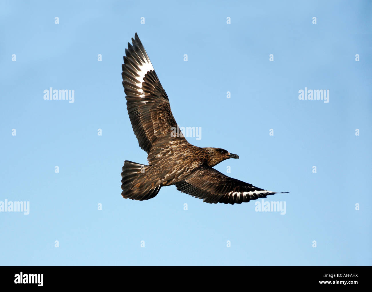 Great Skua flying over coast of Iceland Stock Photo - Alamy