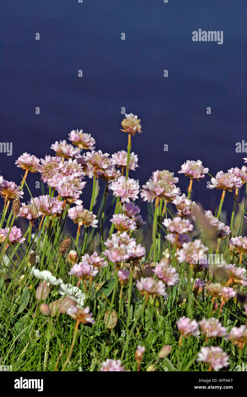 Tufty grass hi-res stock photography and images - Alamy