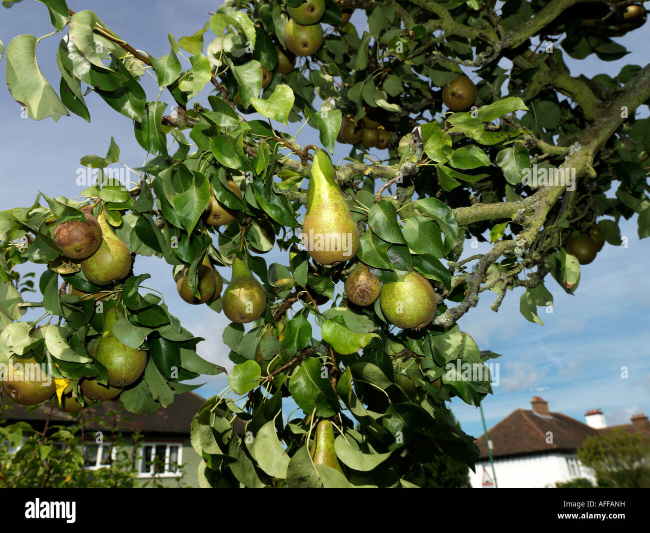 The english pear tree hi-res stock photography and images - Alamy