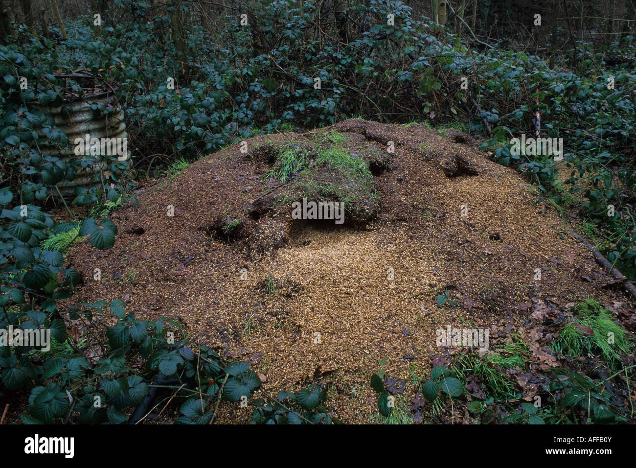 Waste corn dumped in woodland Stock Photo - Alamy