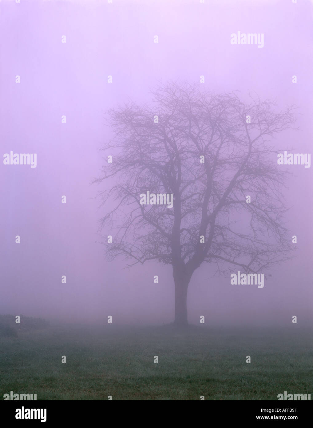 Single tree mist hi-res stock photography and images - Alamy