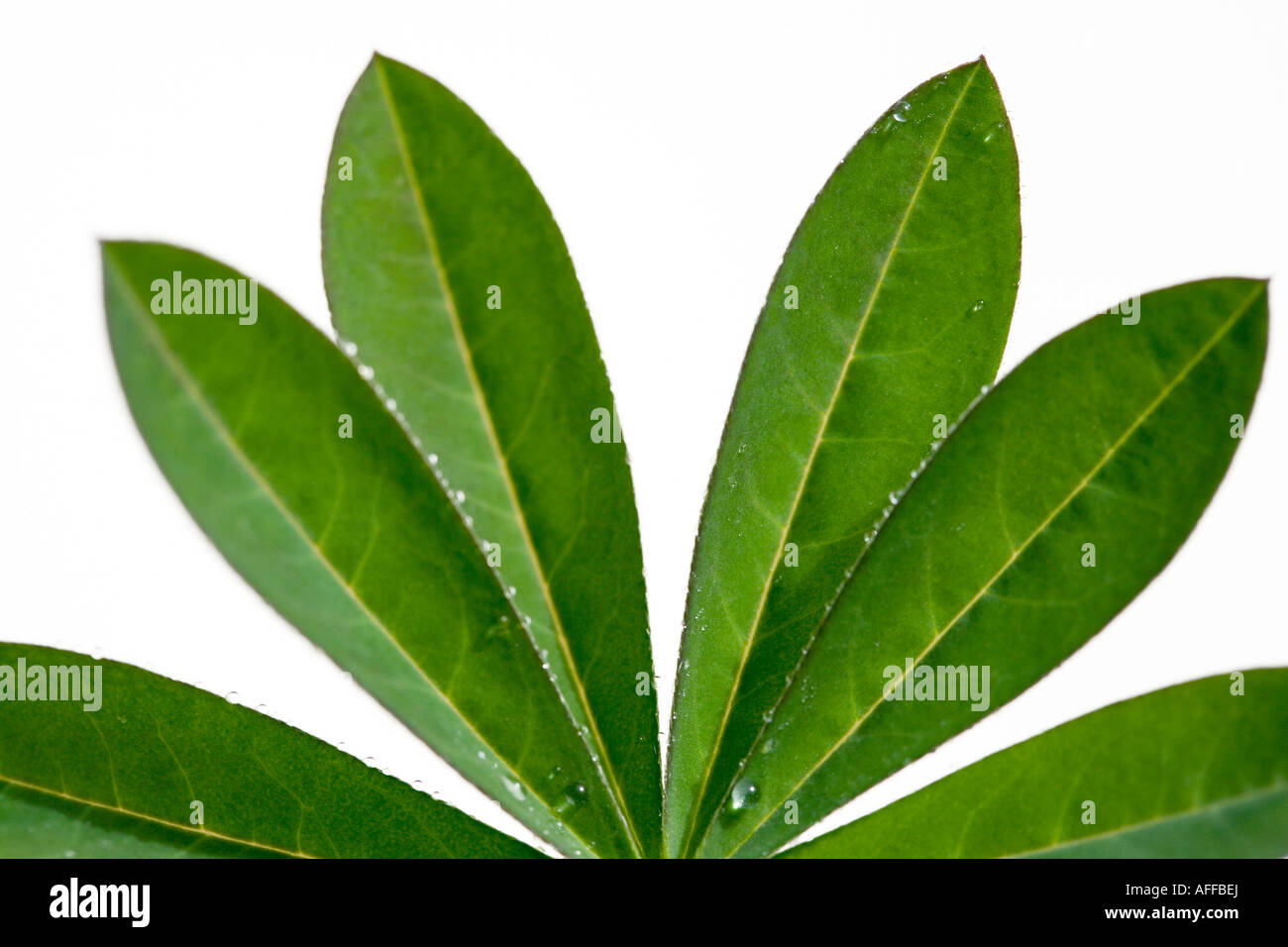 Lupin leaves hi-res stock photography and images - Alamy