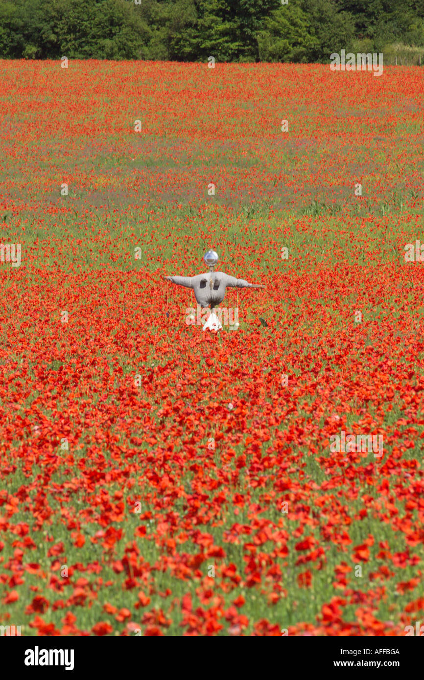 Opium poppy field kent hi-res stock photography and images - Alamy