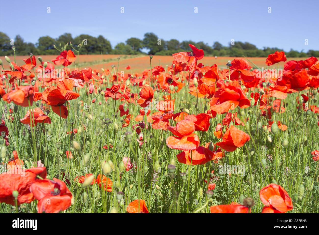 Poppy Field near Canterbury Kent England Stock Photo - Alamy