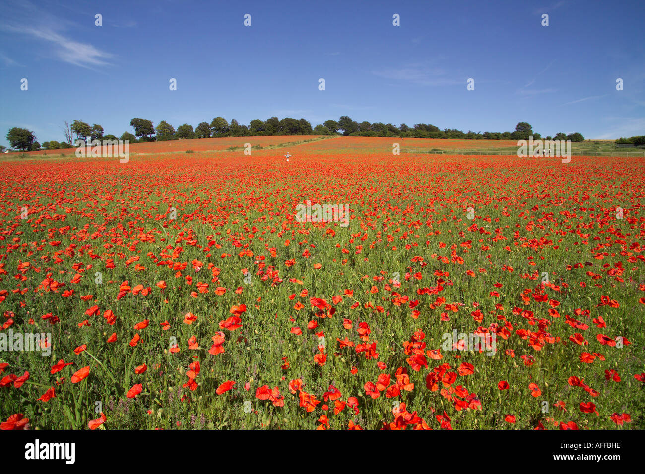 Poppy Field near Canterbury Kent England Stock Photo - Alamy