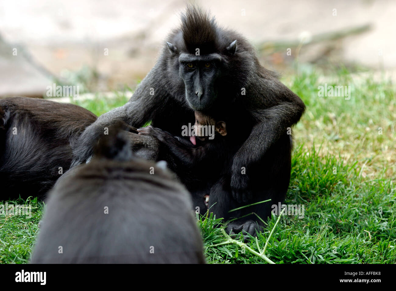 macaque sulawesi crested black macaque macaca nigra mother and child ...
