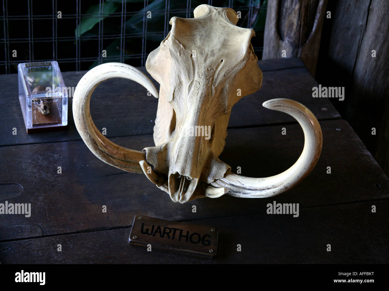 Warthog skull on display at Animal Kingdom Orlando Florida Stock Photo ...