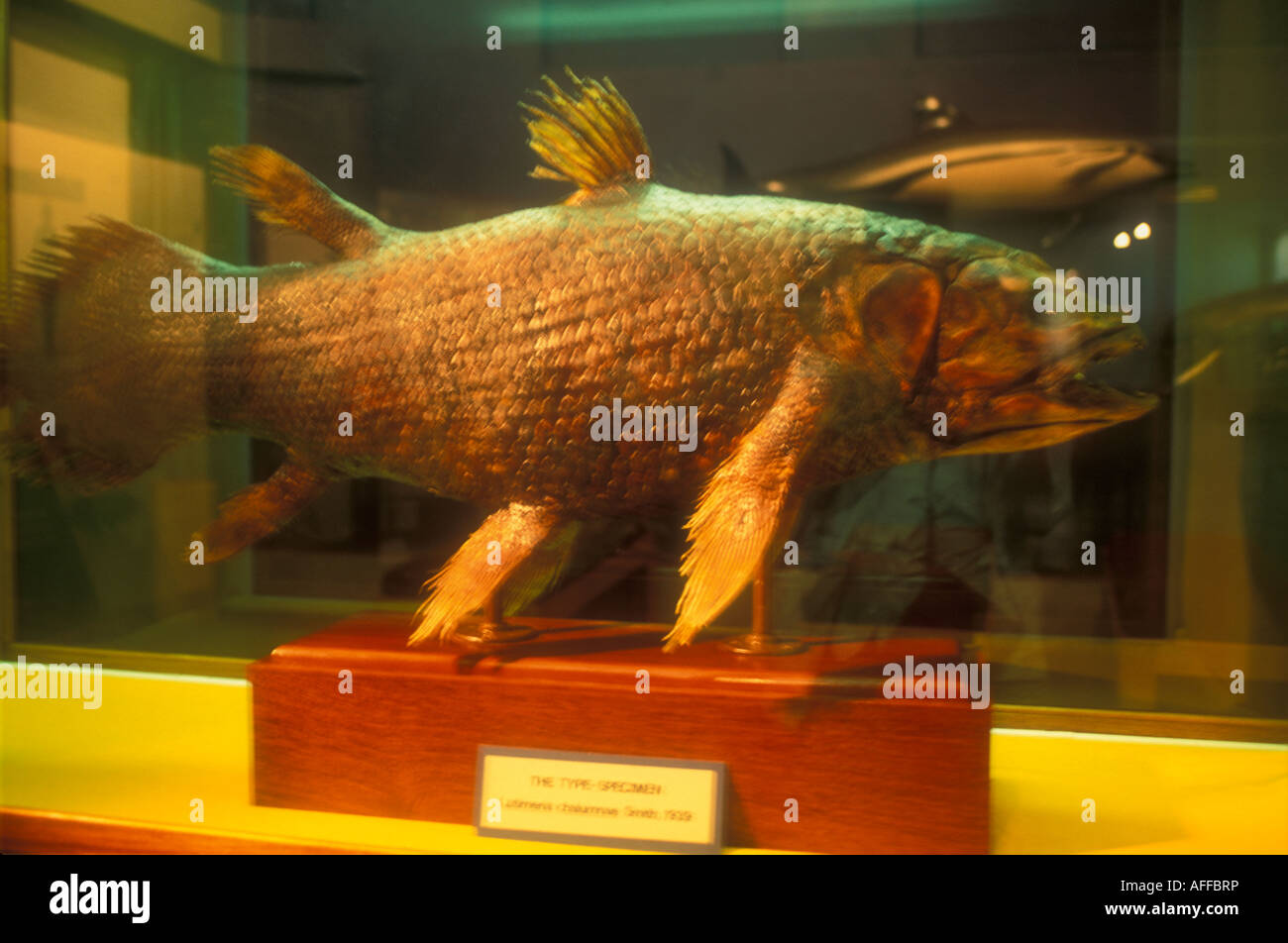 Coelacant hi-res stock photography and images - Alamy
