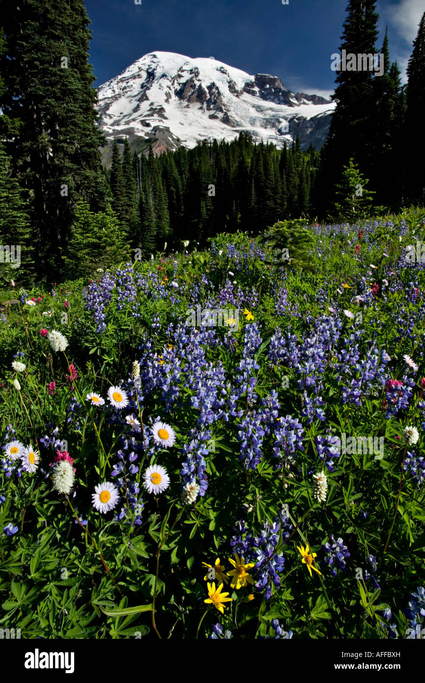 Mt. Rainier summer meadows Stock Photo - Alamy