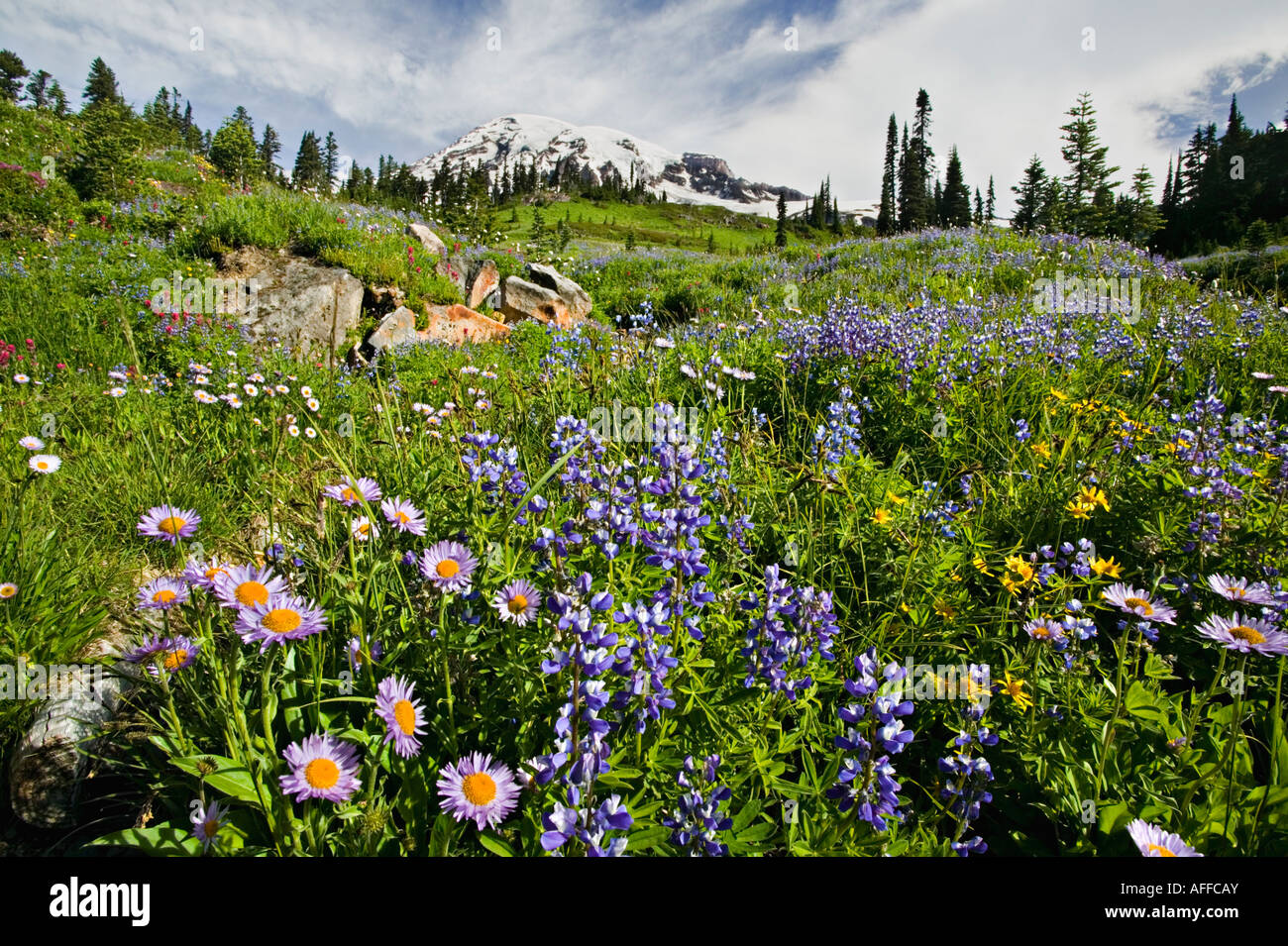 Mt. Rainier summer meadows Stock Photo - Alamy