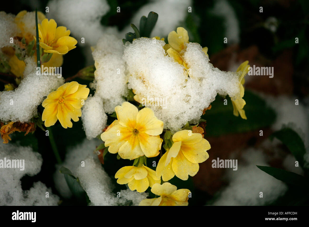 Snow on spring flowers. London UK Stock Photo - Alamy
