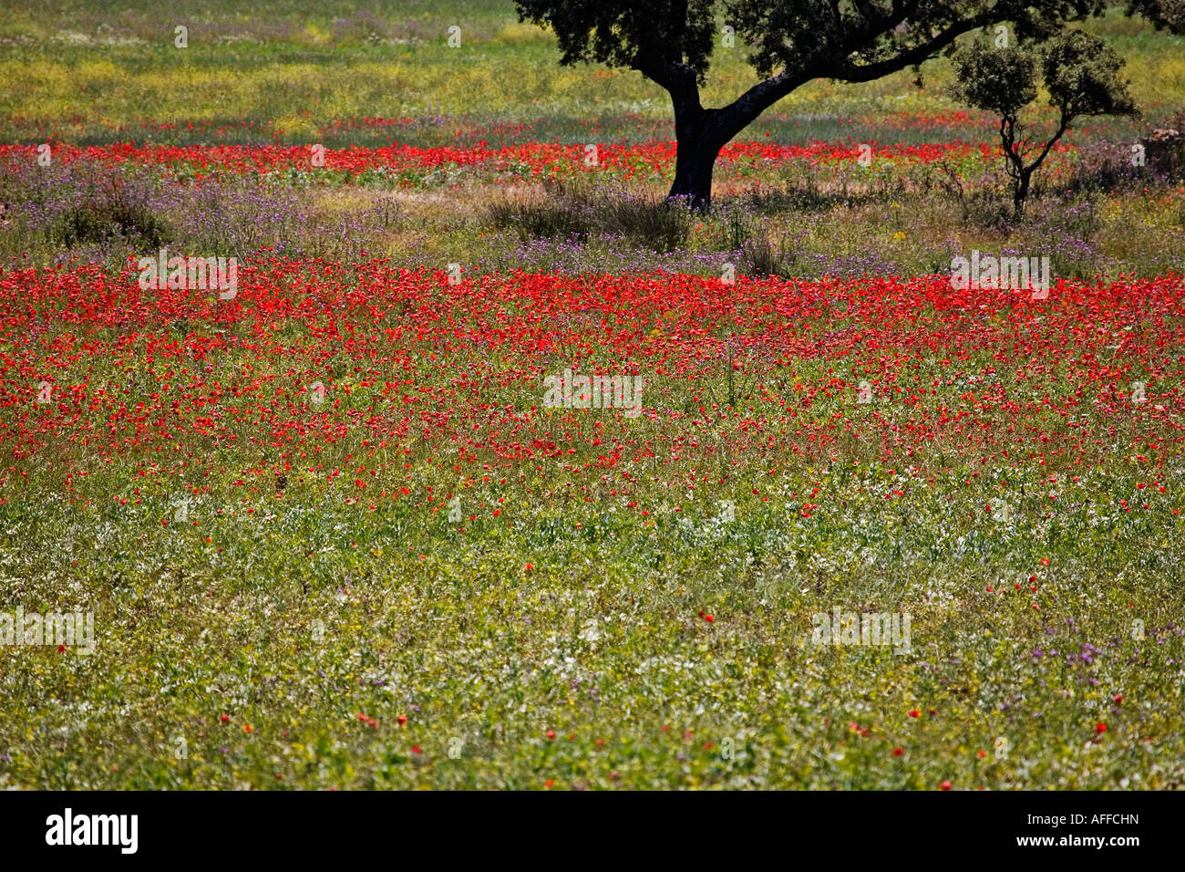 landscape of field with poppies Andalusia Spain Stock Photo - Alamy