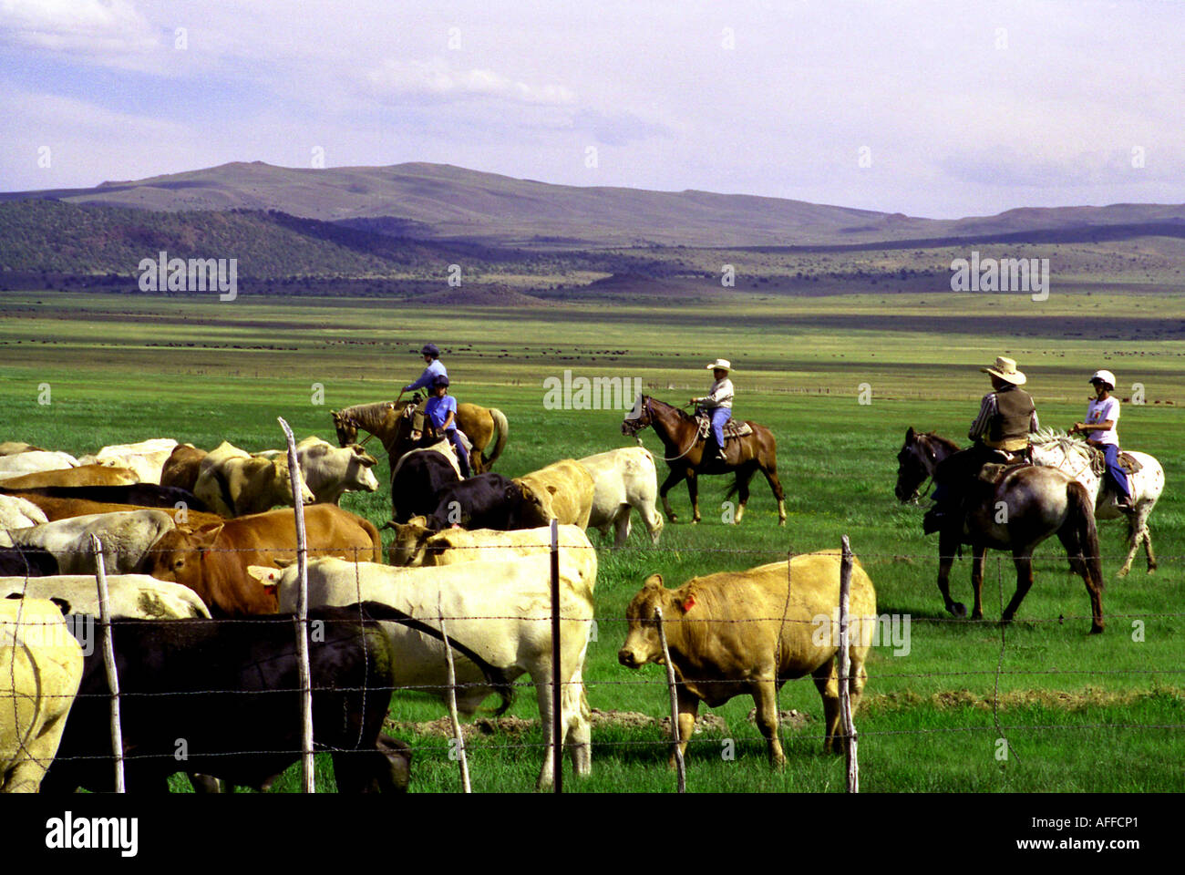Cowboys herding cattle hi-res stock photography and images - Alamy