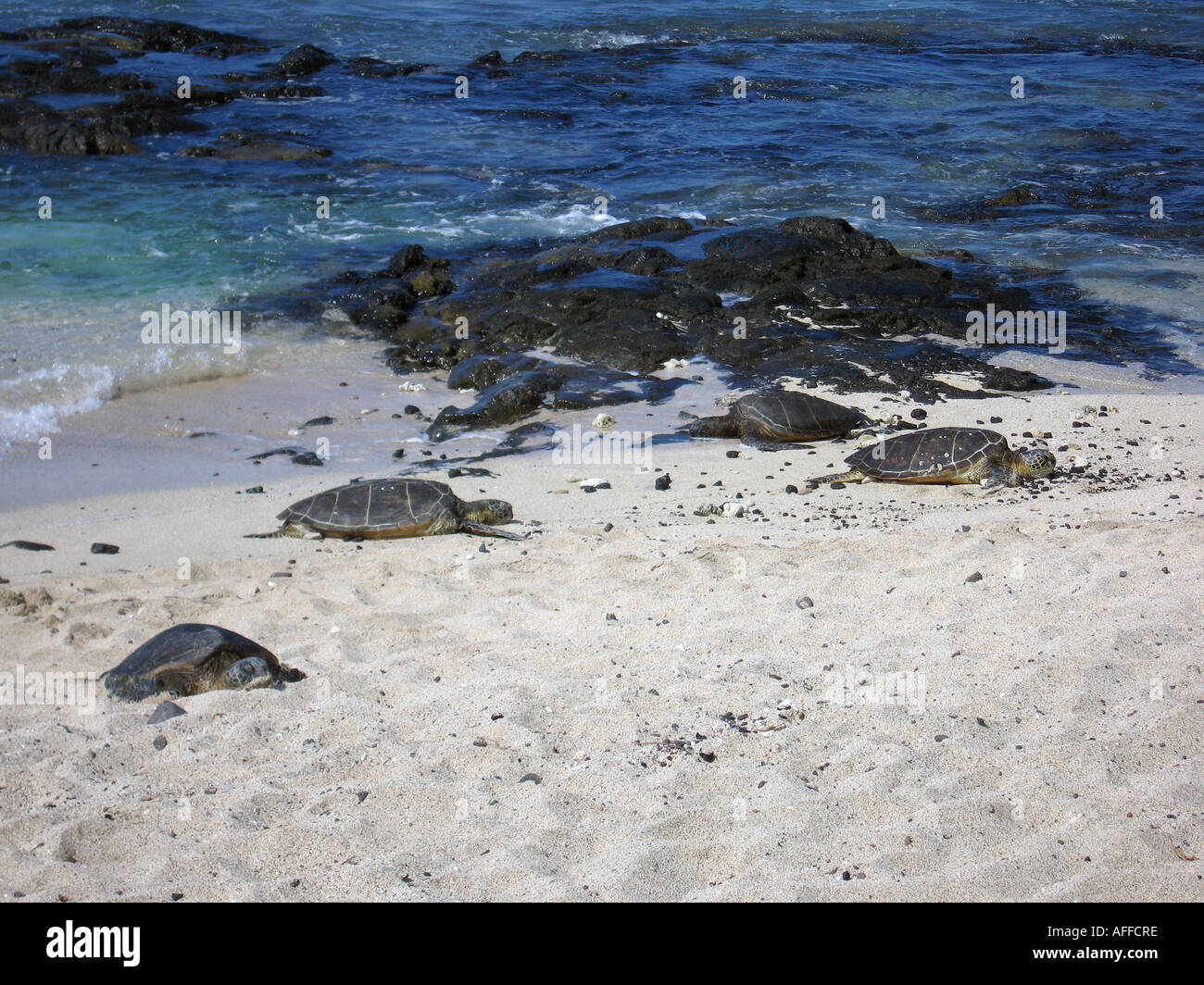 Turtles in Hawaii Stock Photo - Alamy