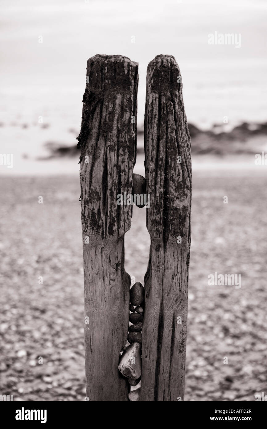 Weather worn wooden groynes on a shingle beach on the south coast of ...