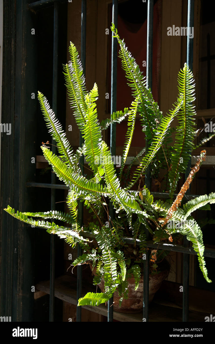 Fern in a window Stock Photo - Alamy