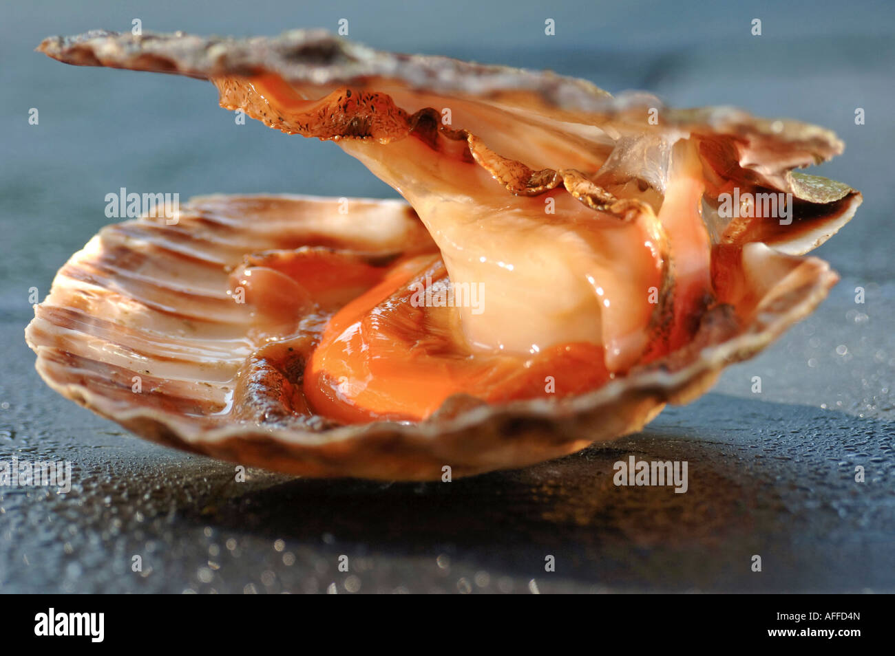 Scallop in shell Stock Photo - Alamy
