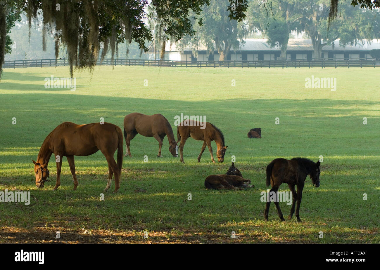 Thoroughbred horse mares and foals graze in large paddock Stock Photo ...