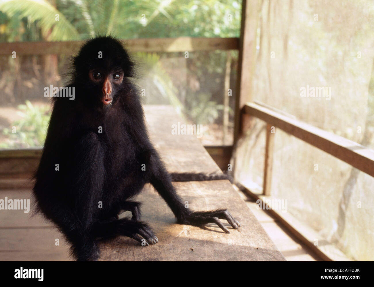 Spider monkey - Amazon basin, Beni, BOLIVIA Stock Photo - Alamy
