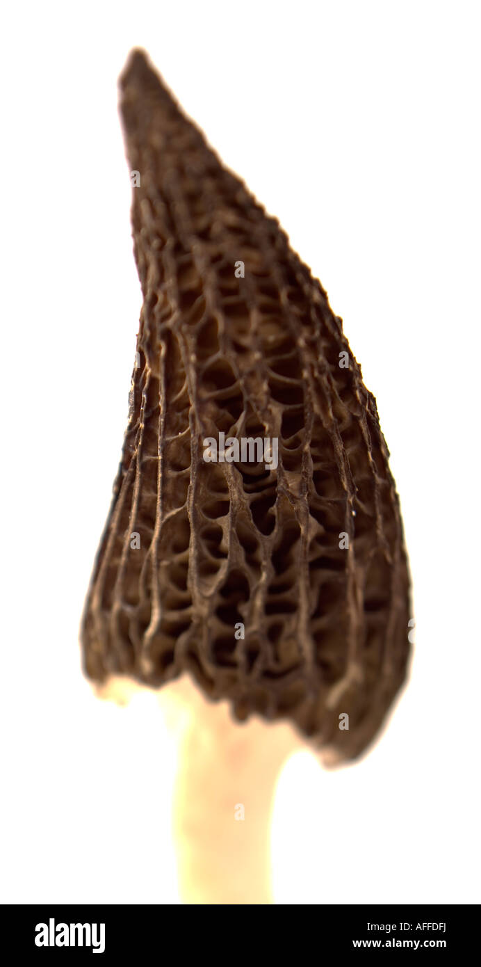 Morrel High Resolution Stock Photography and Images - Alamy