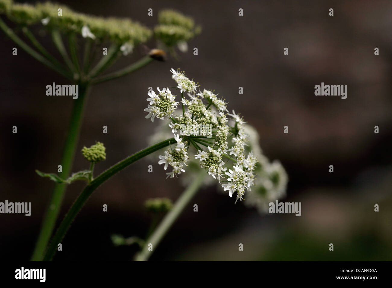 Umbelliferae family hi-res stock photography and images - Alamy