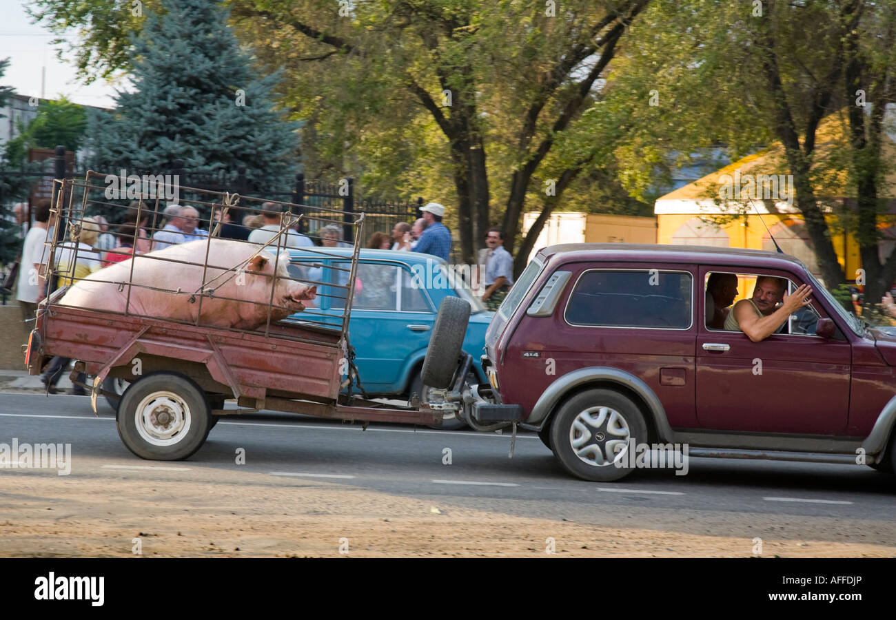 A big fat pig being transported on a car trailer in Sarata / Ukraine ...