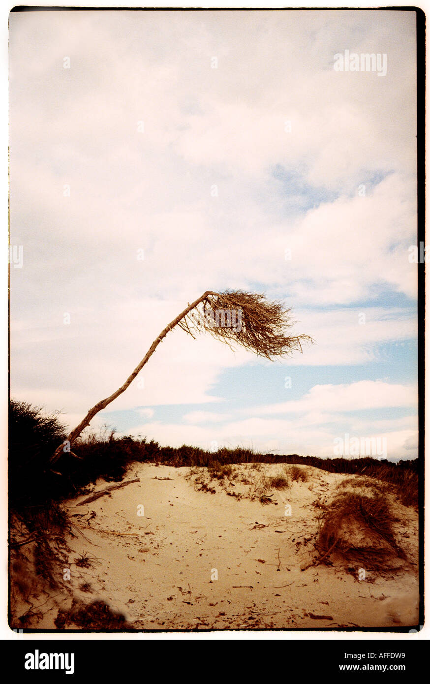 Baum im wind hi-res stock photography and images - Alamy