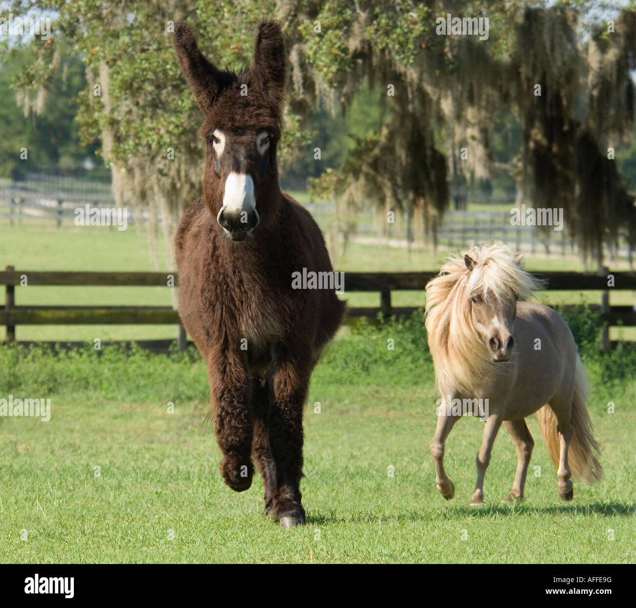 A rare Poitou Donkey and Miniature horse pals Stock Photo - Alamy