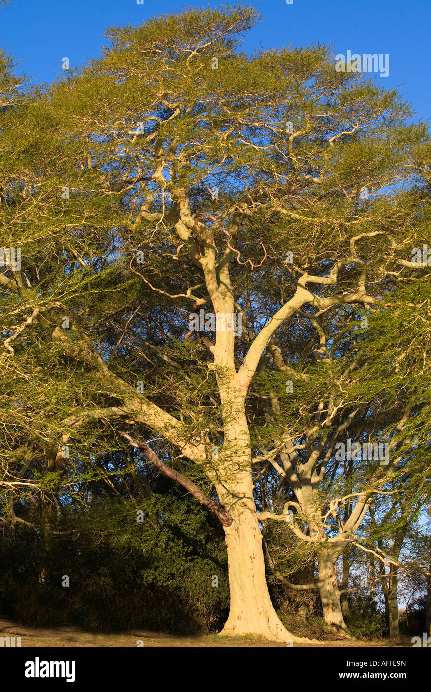 Fever bush africa hi-res stock photography and images - Alamy
