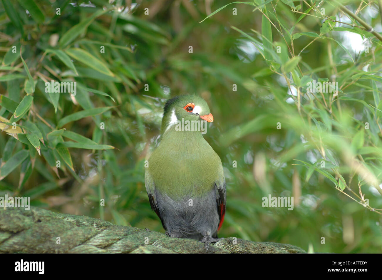 Exotic bird amongst bamboo canes Stock Photo - Alamy