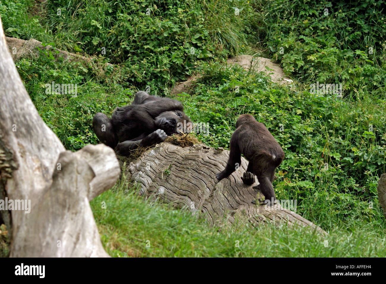 western lowland gorilla playing with its young on a fallen log largest ...