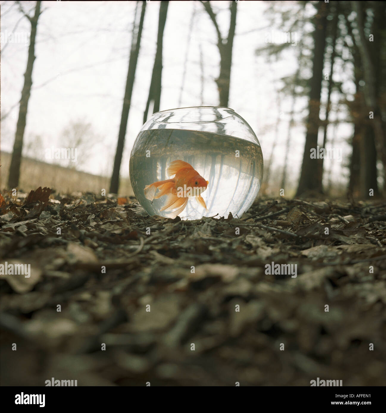 Goldfisch High Resolution Stock Photography and Images - Alamy