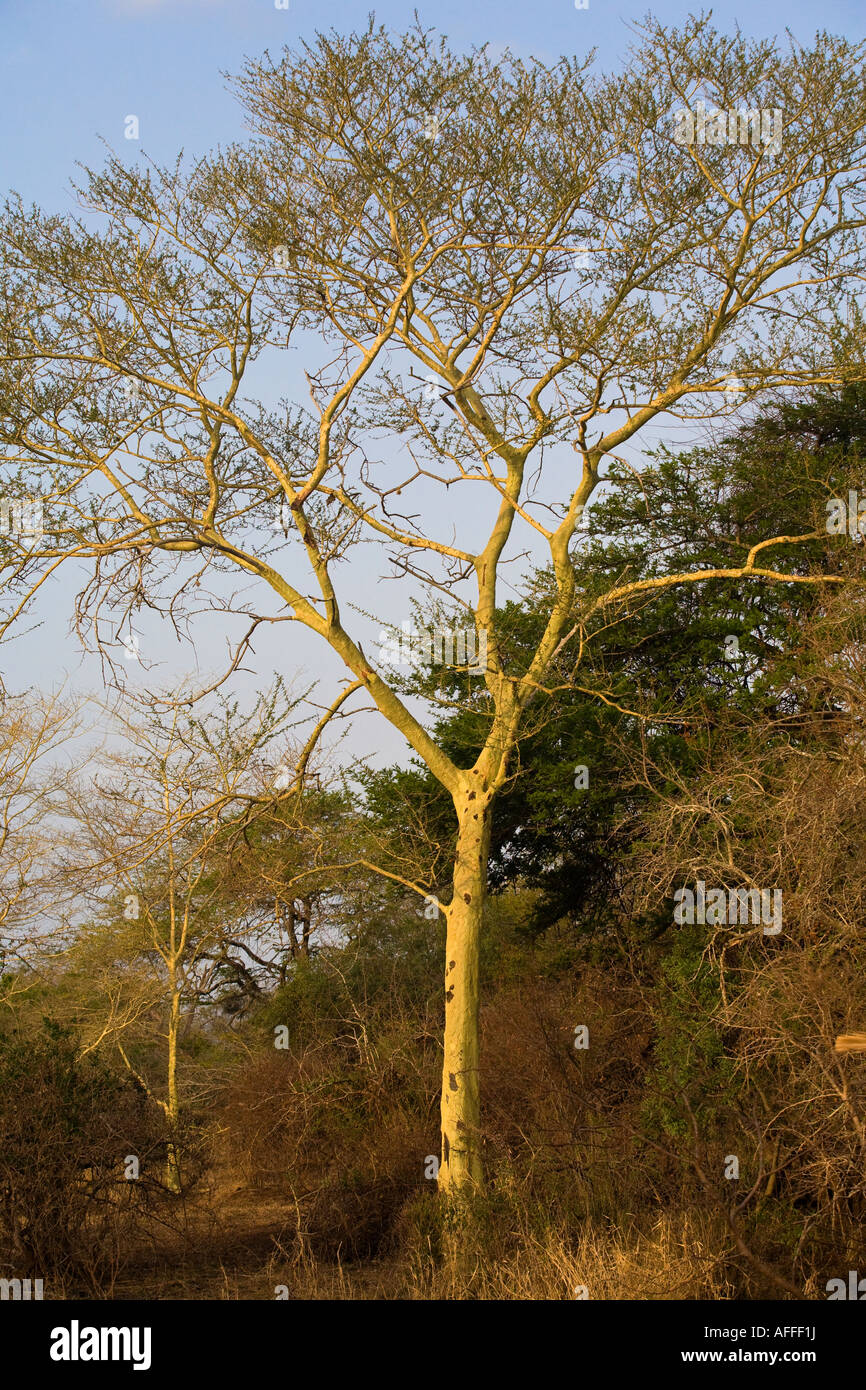 Fever bush africa hi-res stock photography and images - Alamy