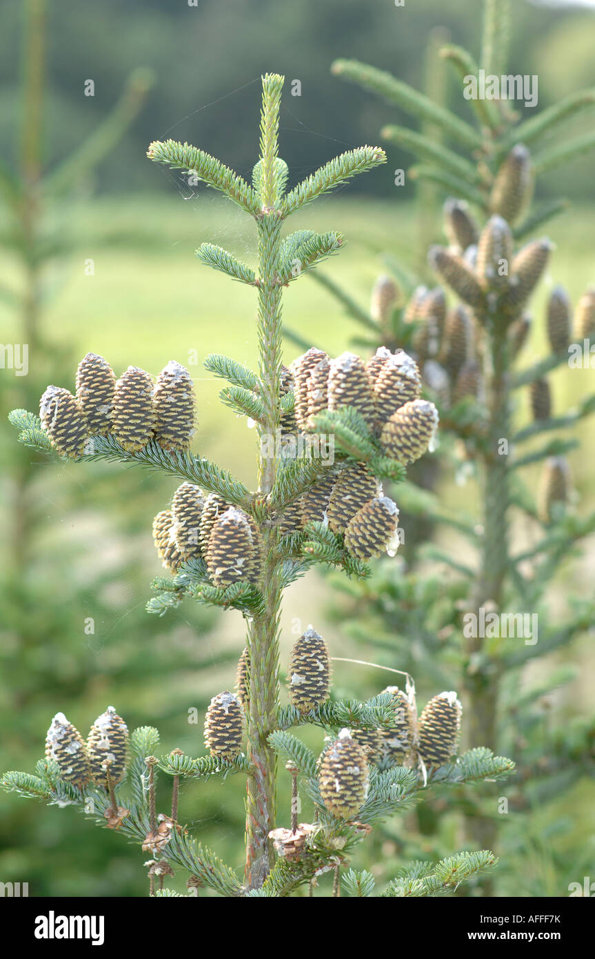 Christmas trees in an orchard in Kent, England Stock Photo - Alamy