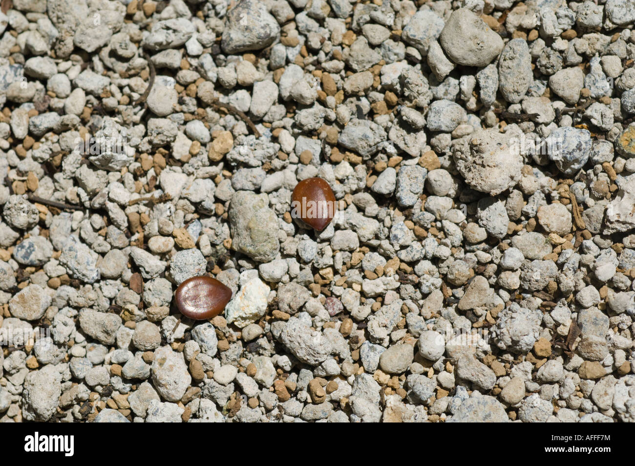 seeds on stones Stock Photo - Alamy