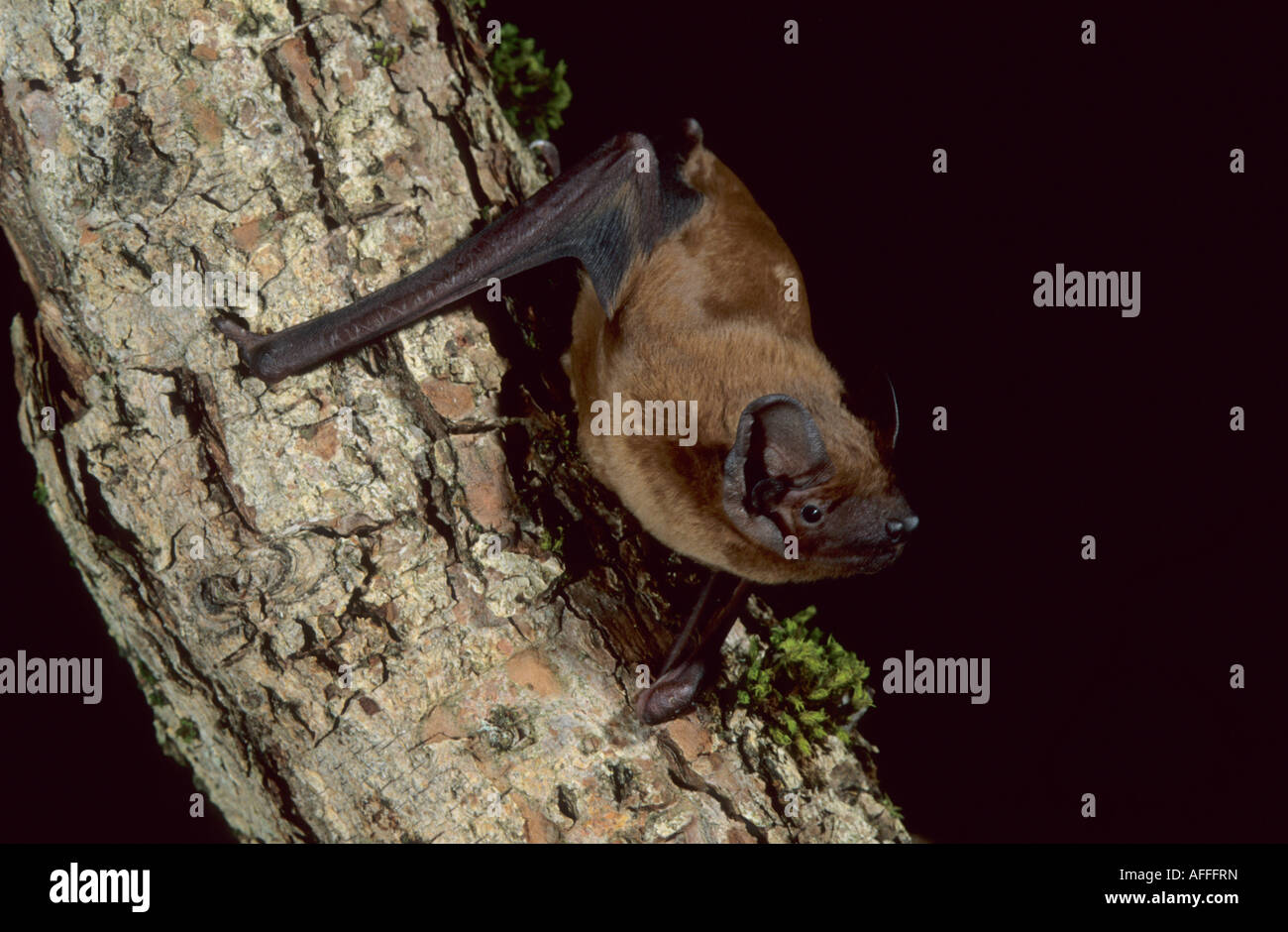 Noctule nyctalus noctula hi-res stock photography and images - Alamy
