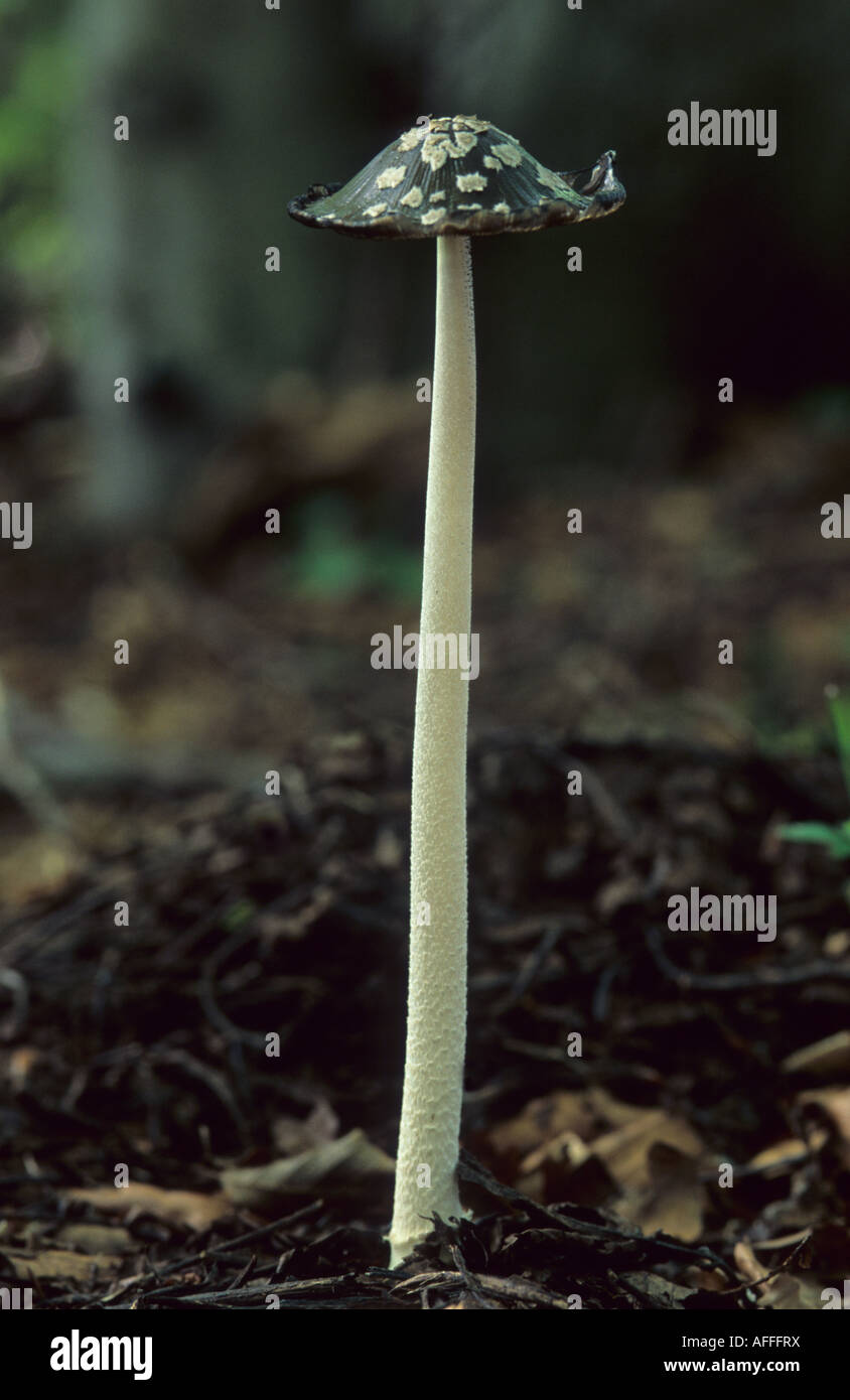 Magpie ink cap hi-res stock photography and images - Alamy