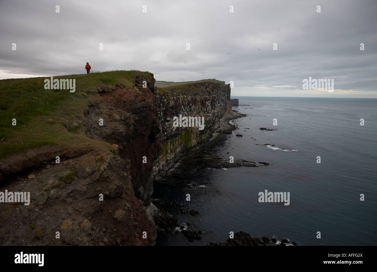 Birds at the cliffs in Latrabjarg west part of Iceland Stock Photo - Alamy