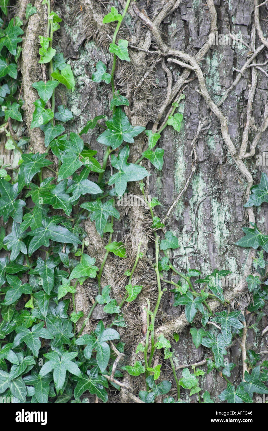 English ivy climbing tree hi-res stock photography and images - Alamy