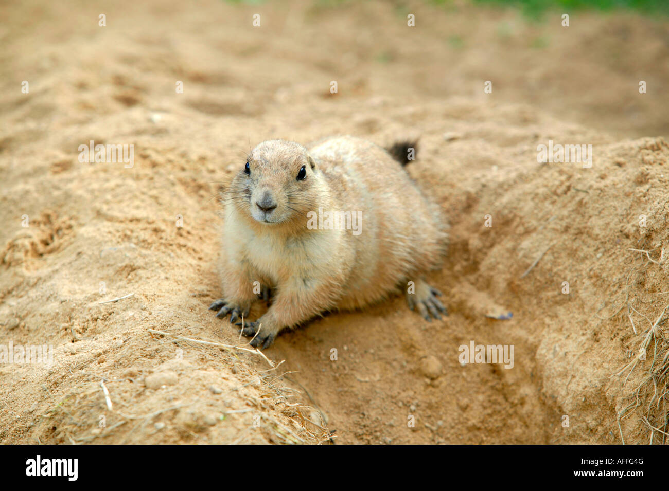 Cute gopher hi-res stock photography and images - Alamy