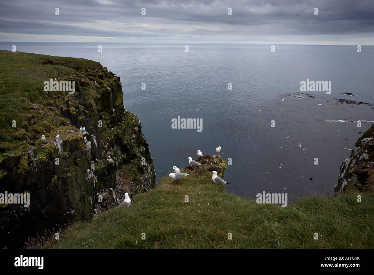 Birds at the cliffs in Latrabjarg west part of Iceland Stock Photo - Alamy