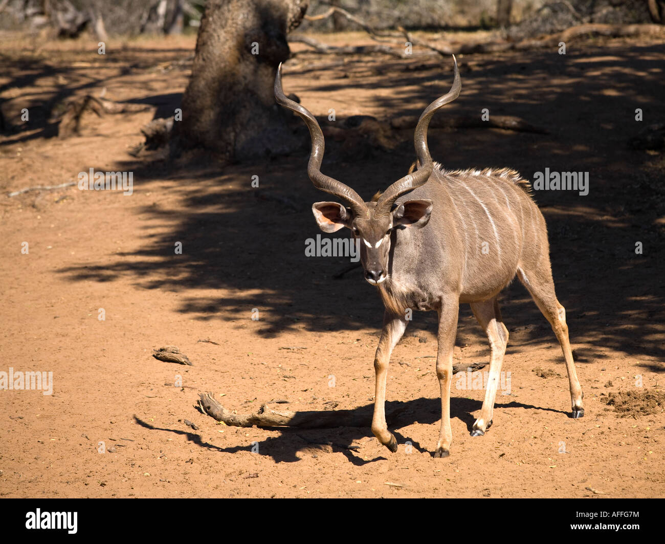 kudu bull walking Stock Photo - Alamy