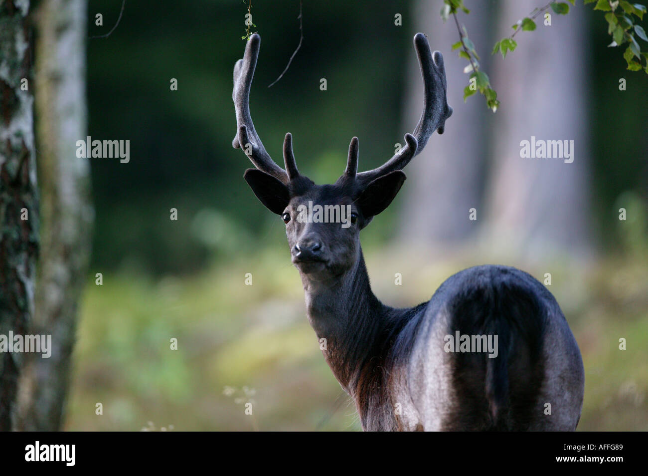 Melanistic Elk