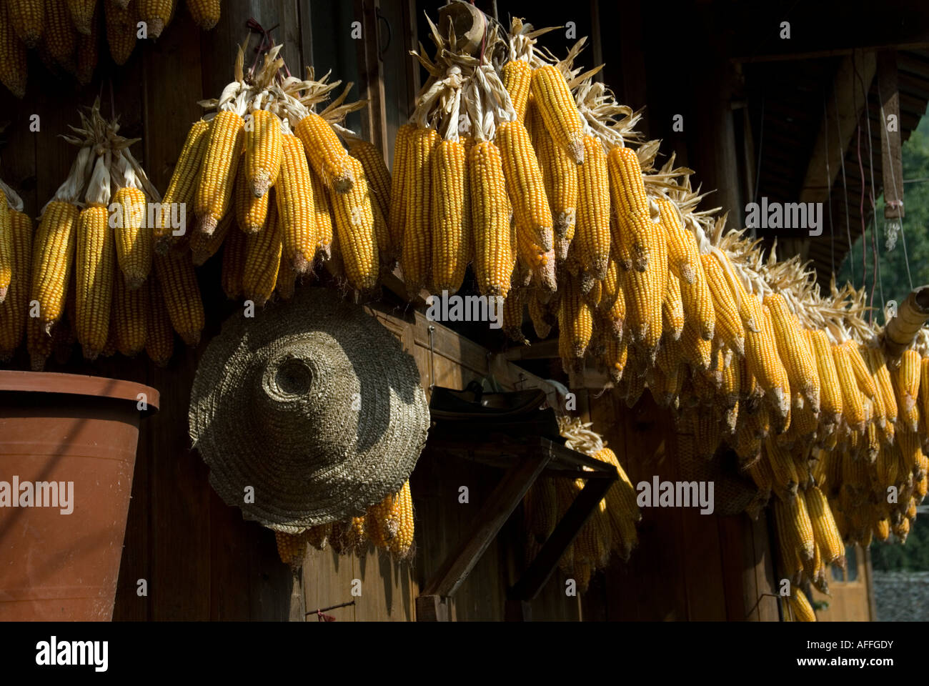 Corn drying on gable in Yao minority village Longsheng Guangxi China ...