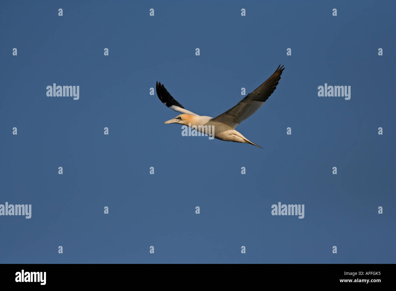 One of few seabirds that are doing well and growing in numbers. Eating ...
