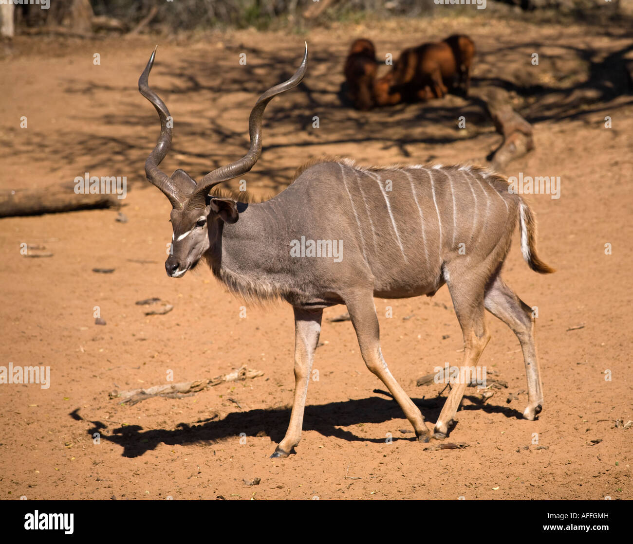kudu bull walking Stock Photo - Alamy