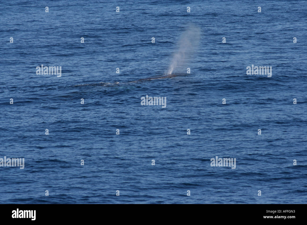 The spermwhale can dive to depths of more than a thousand meter ...